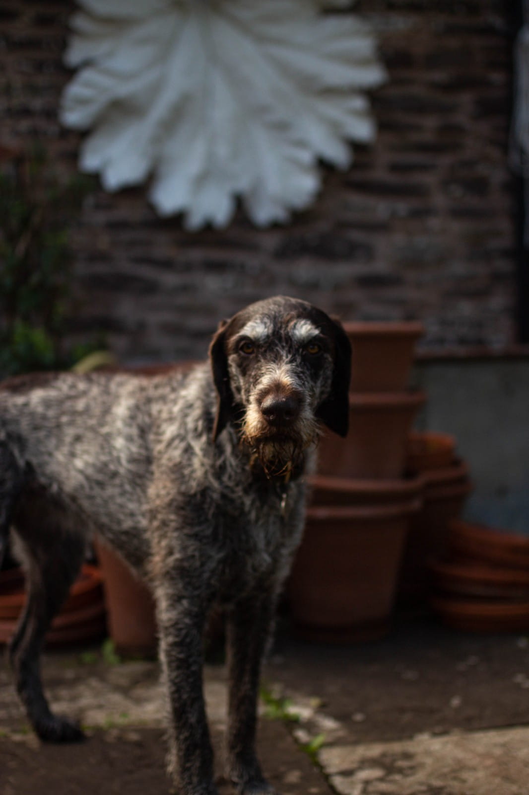 Alt y Bela Garden September 2021 | Snapdragon Life