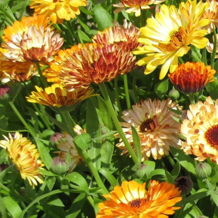 Calendula officinalis 'Playtime mix' | Snapdragon Life