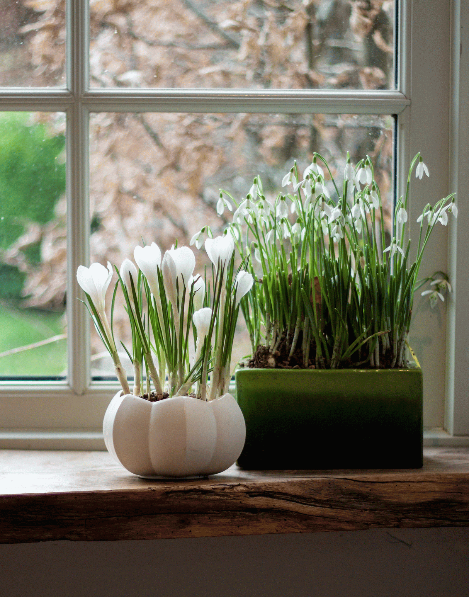 Indoor Flower Bulbs Bulbs That Flower Indoors In Winter Thrive