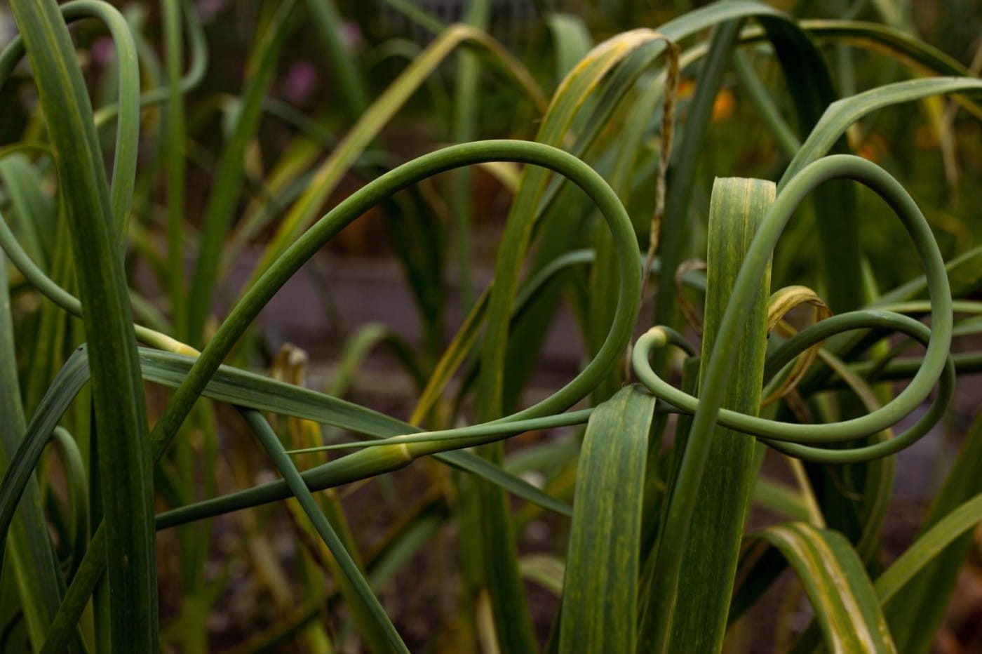 Pickled garlic scape recipe | Snapdragon Life
