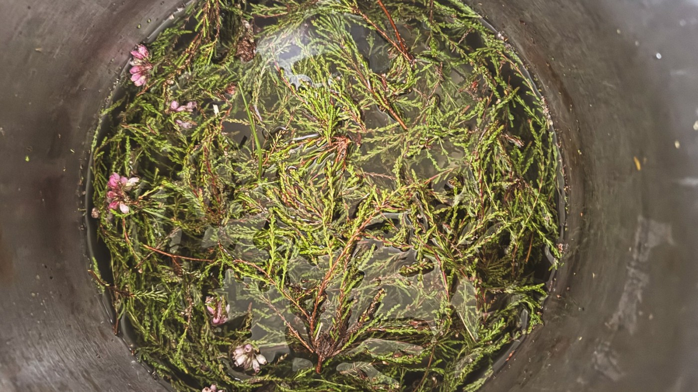 Studio Exclusive: Heather for Natural Dyeing: Golds and Greens ...