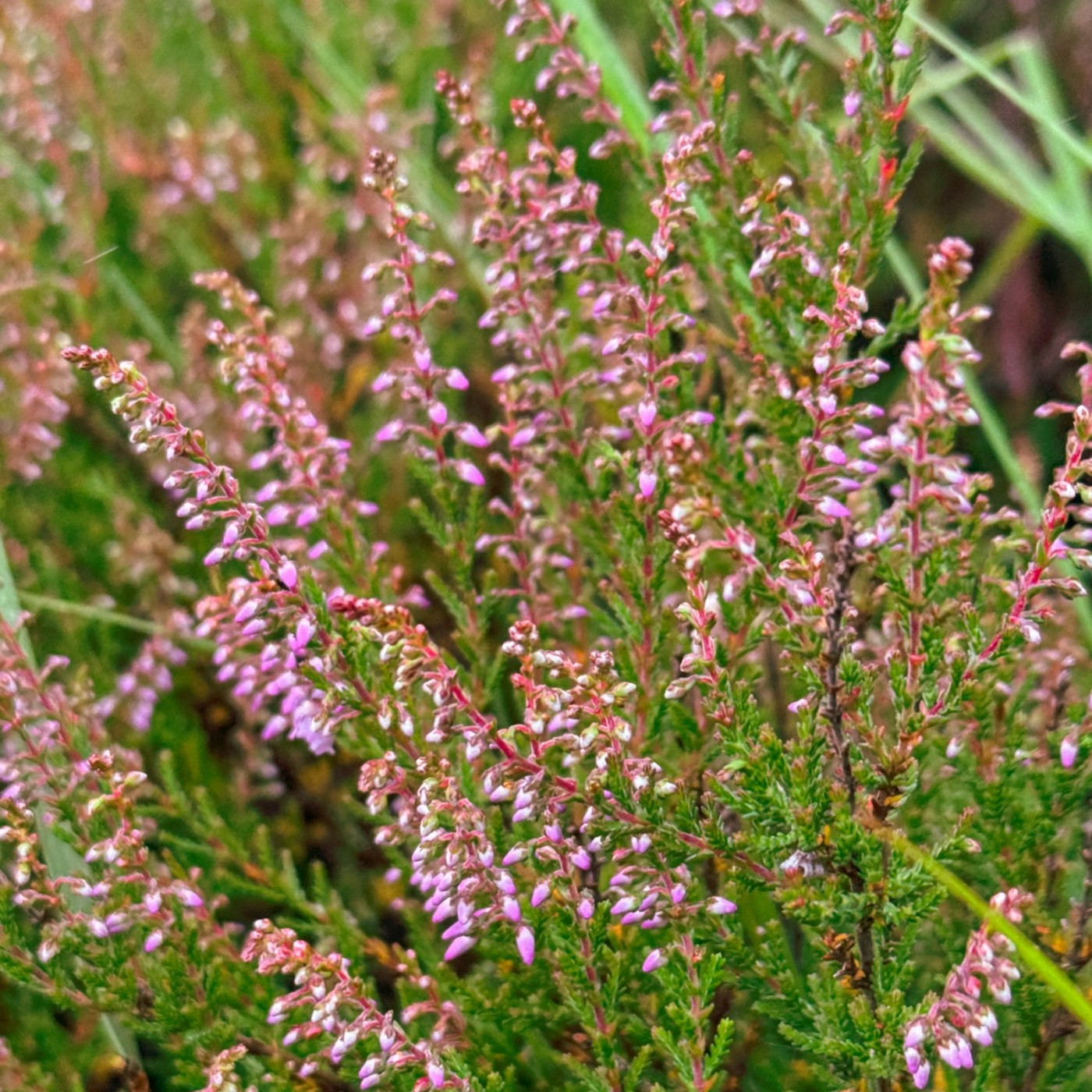 Studio Exclusive: Heather for Natural Dyeing: Golds and Greens ...