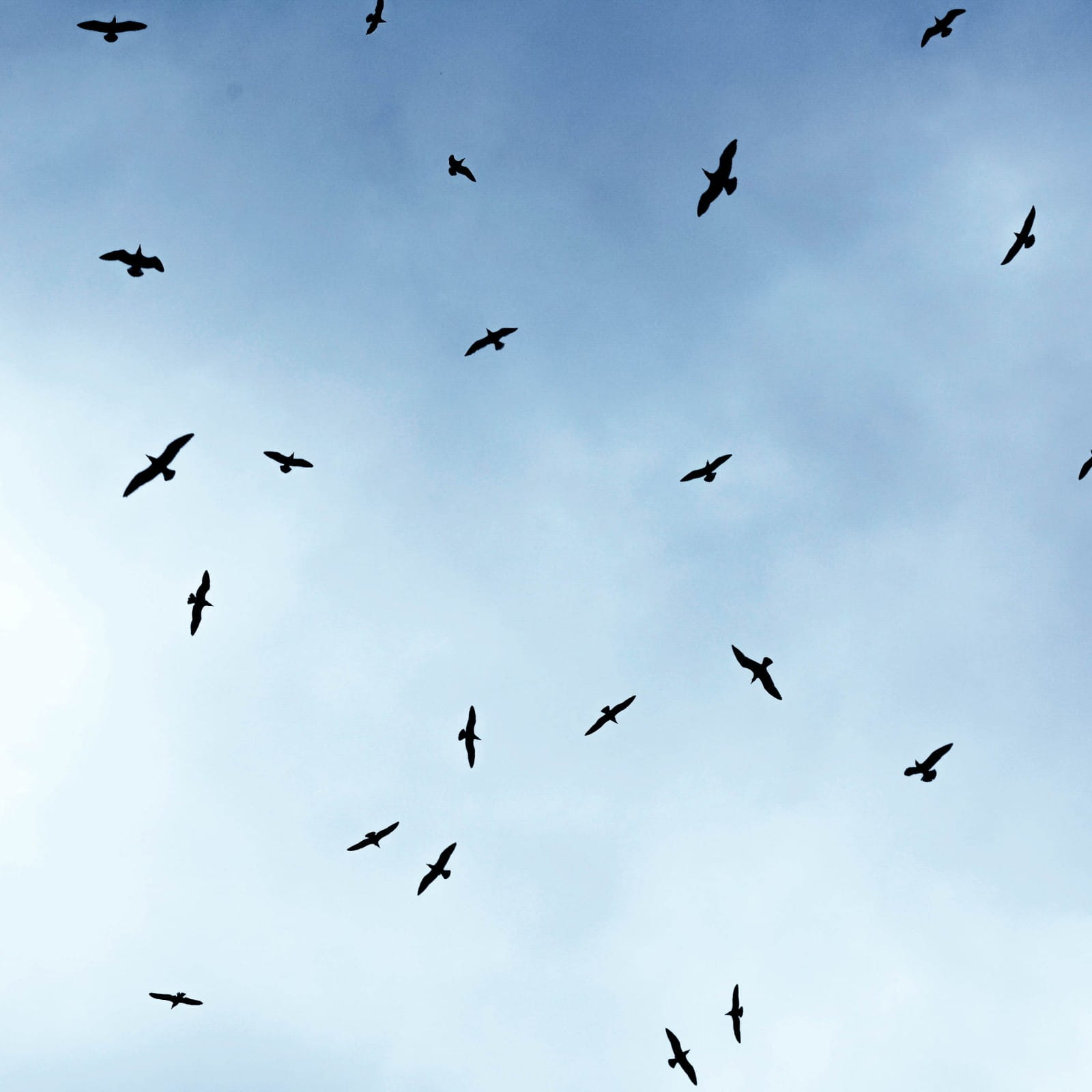 What to look for in April | Snapdragon Life