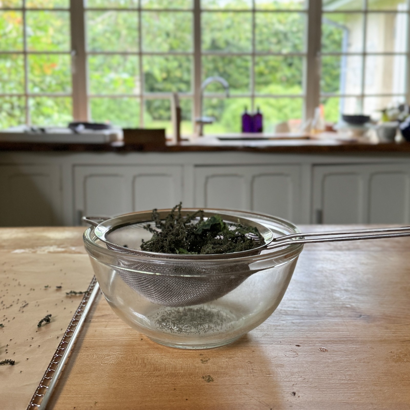 How to identify and collect nettle seeds for drying | Snapdragon Life