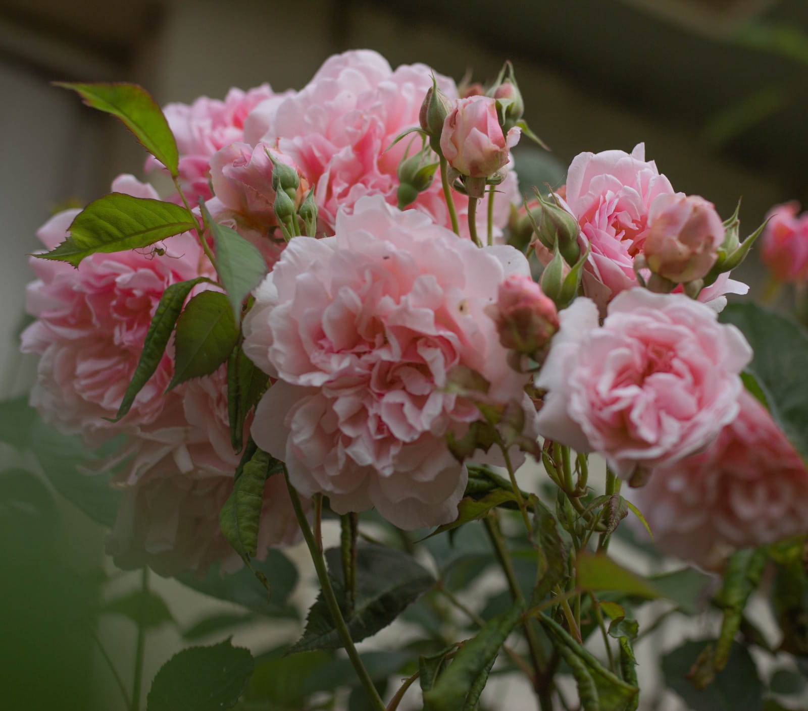 Late bloomers: lessons from nature | Snapdragon Life