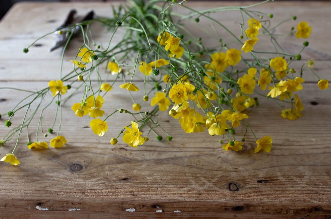 Buttercups as cut flowers | Snapdragon Life