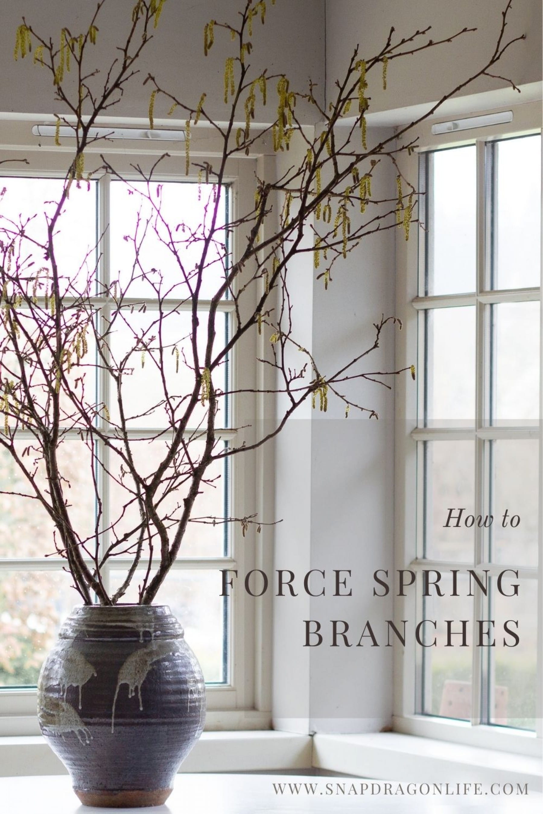Forcing spring branches | Snapdragon Life