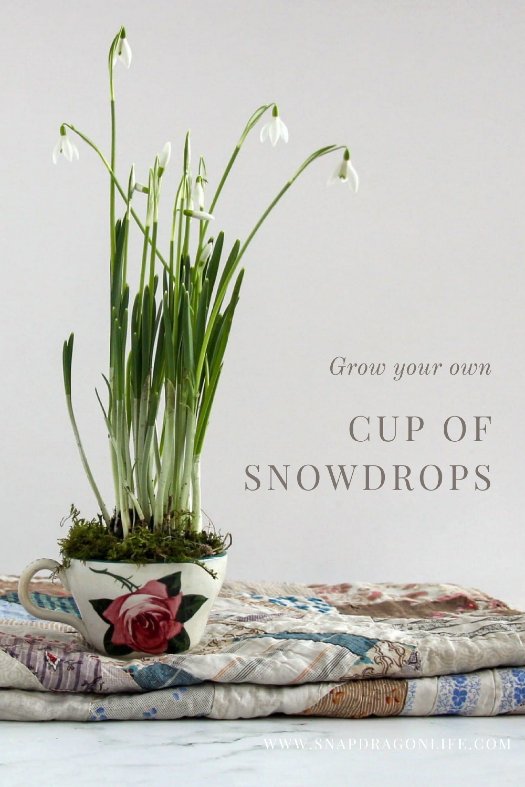 Grow your own cup of snowdrops | Snapdragon Life