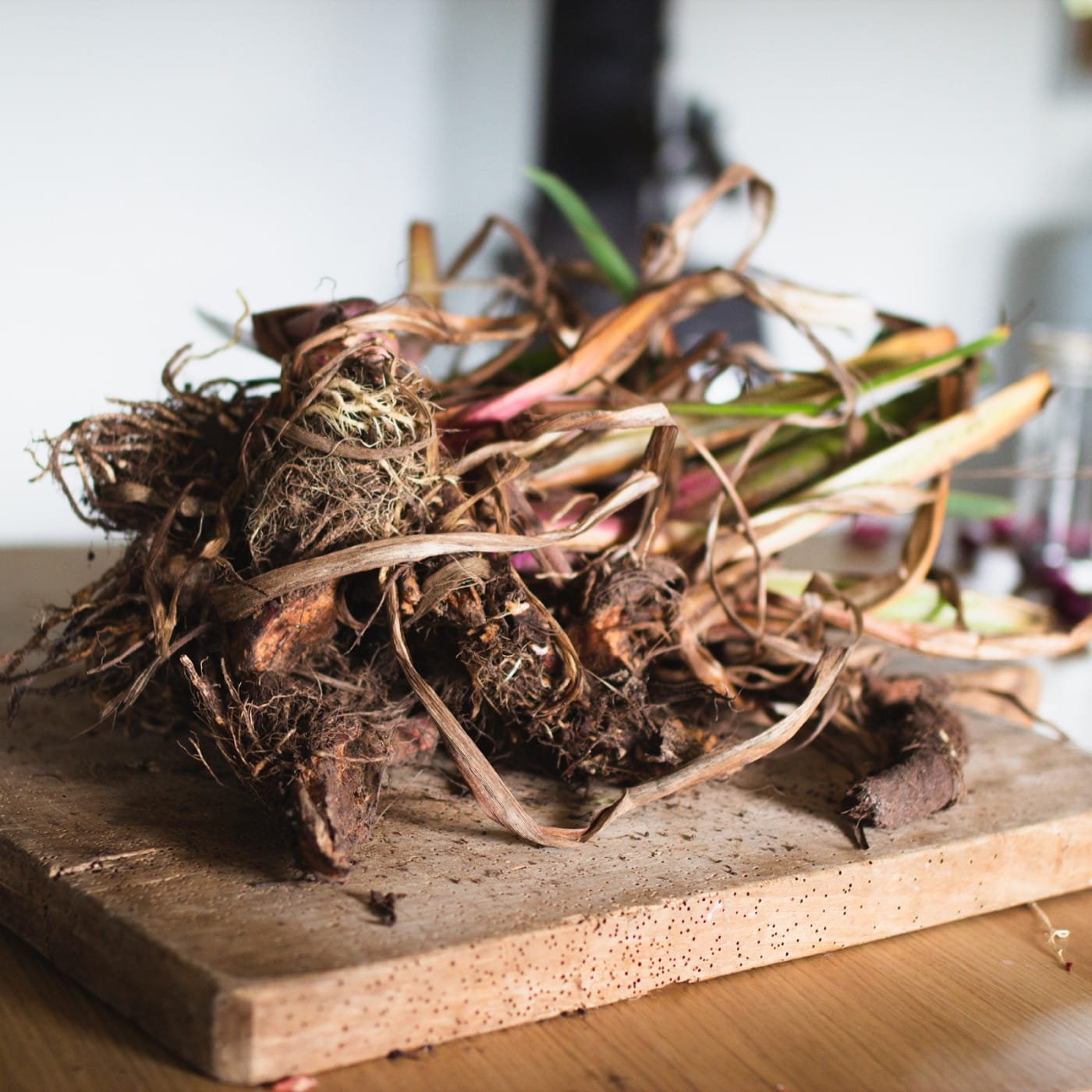 Natural dyeing: Flag Iris root on linen | Snapdragon Life