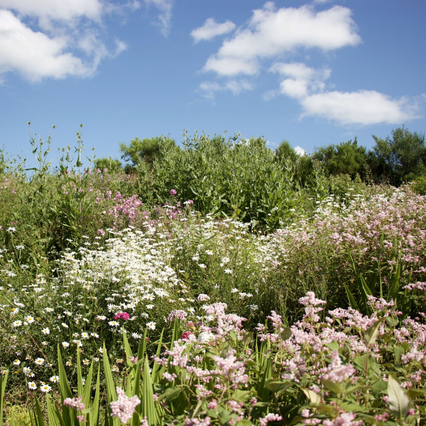 The Perennial Meadow Experiment | Snapdragon Life