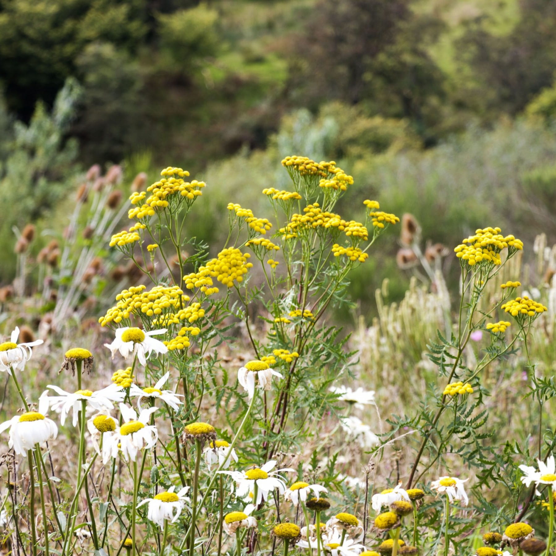 The Perennial Meadow Experiment | Snapdragon Life