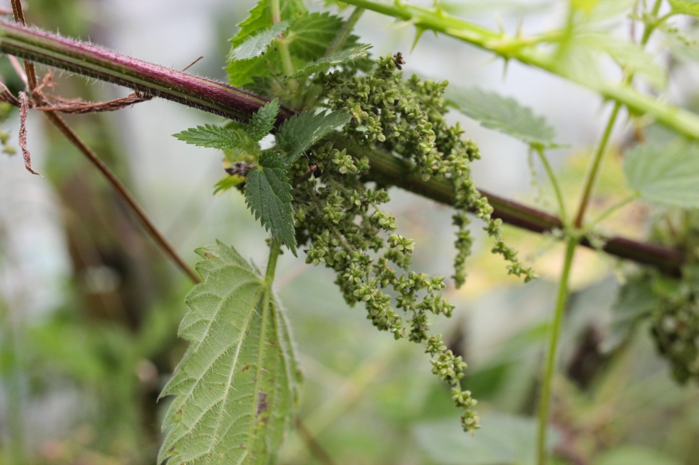 How to identify and collect nettle seeds for drying | Snapdragon Life