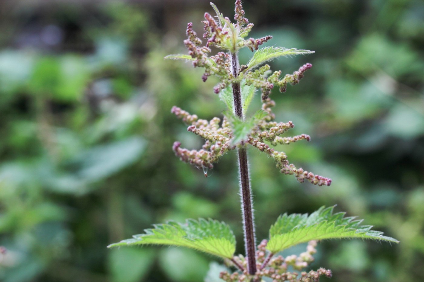 How to identify and collect nettle seeds for drying | Snapdragon Life