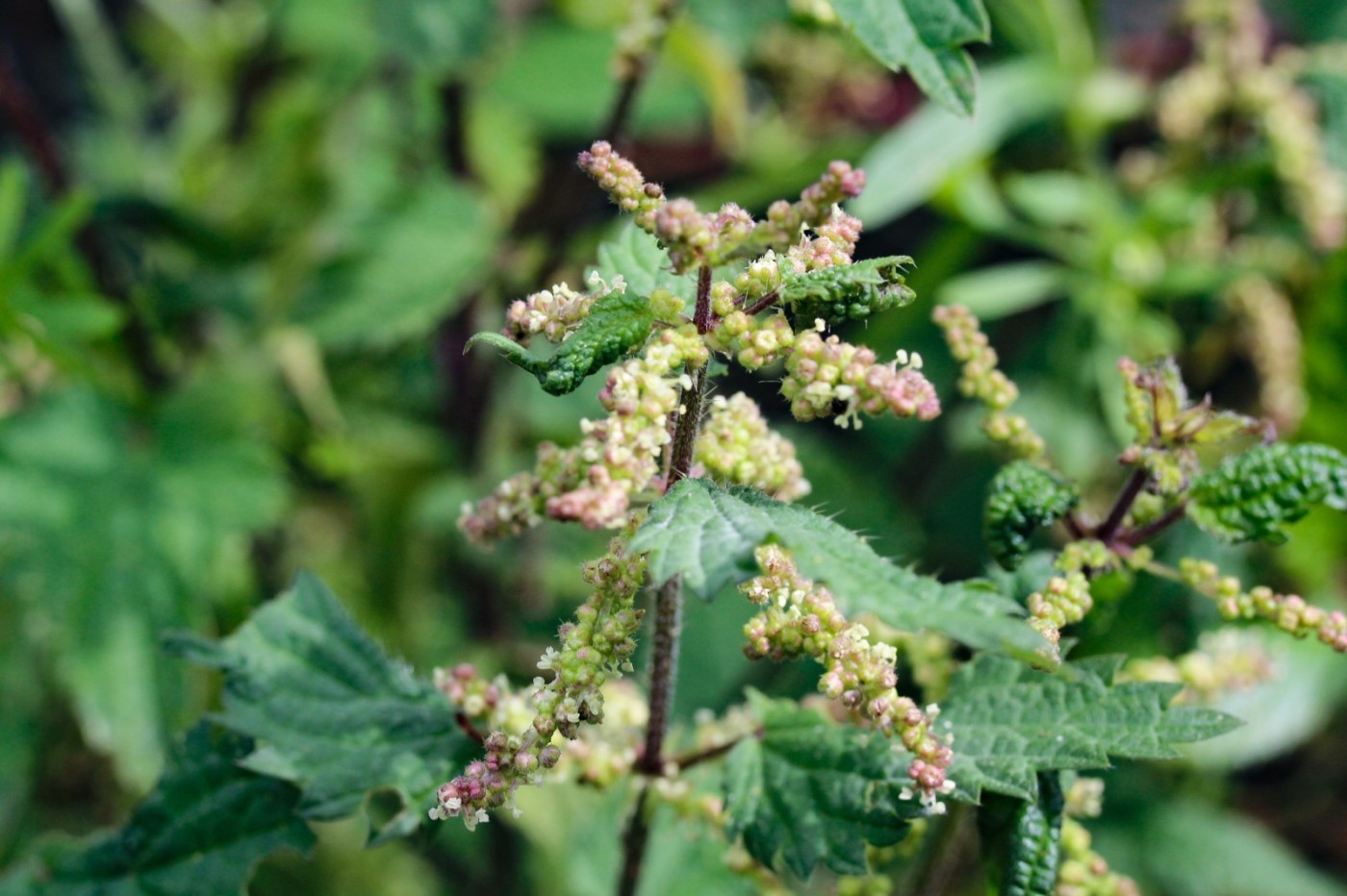 How to identify and collect nettle seeds for drying | Snapdragon Life
