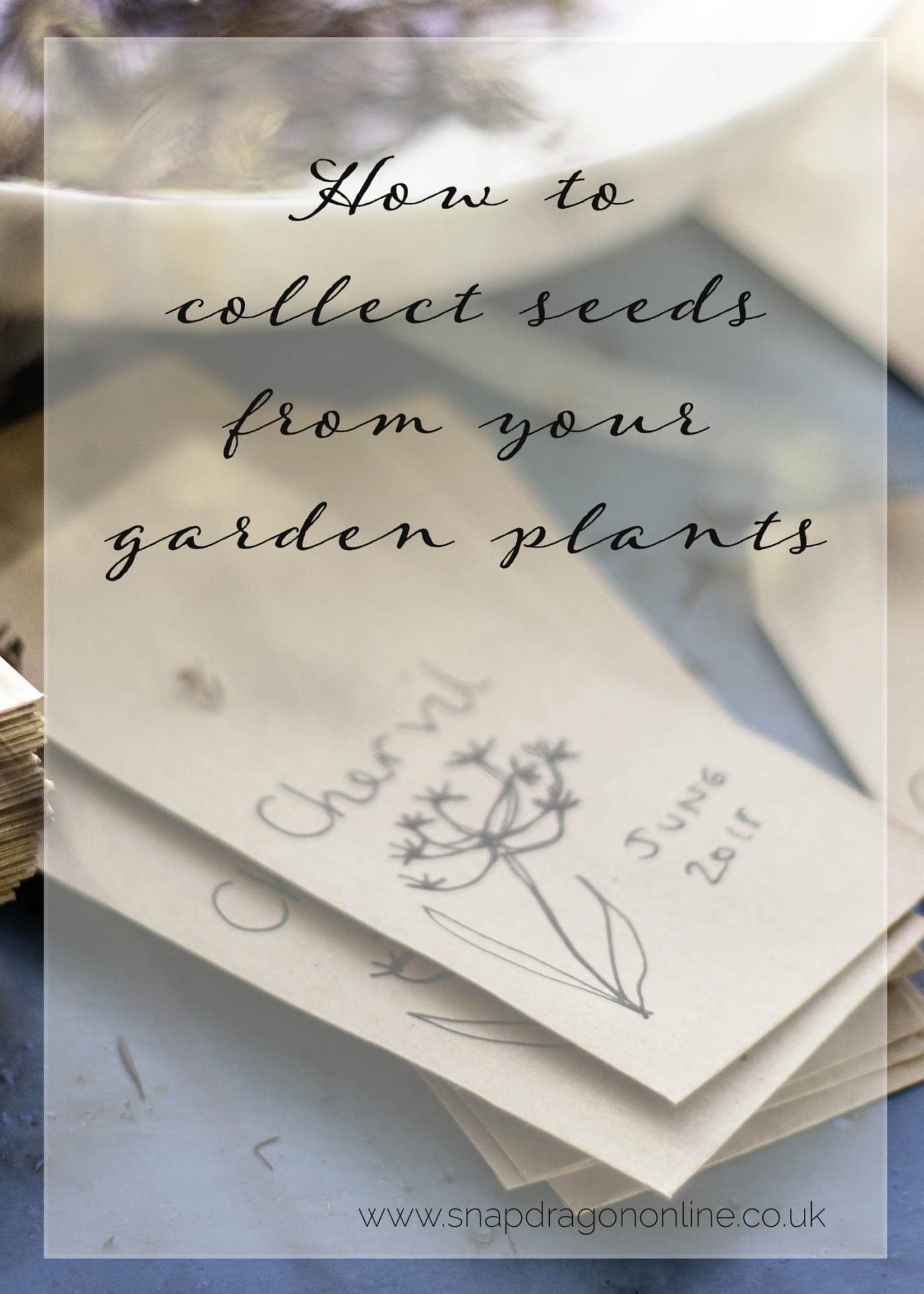 How to collect seeds from your garden | Snapdragon Life