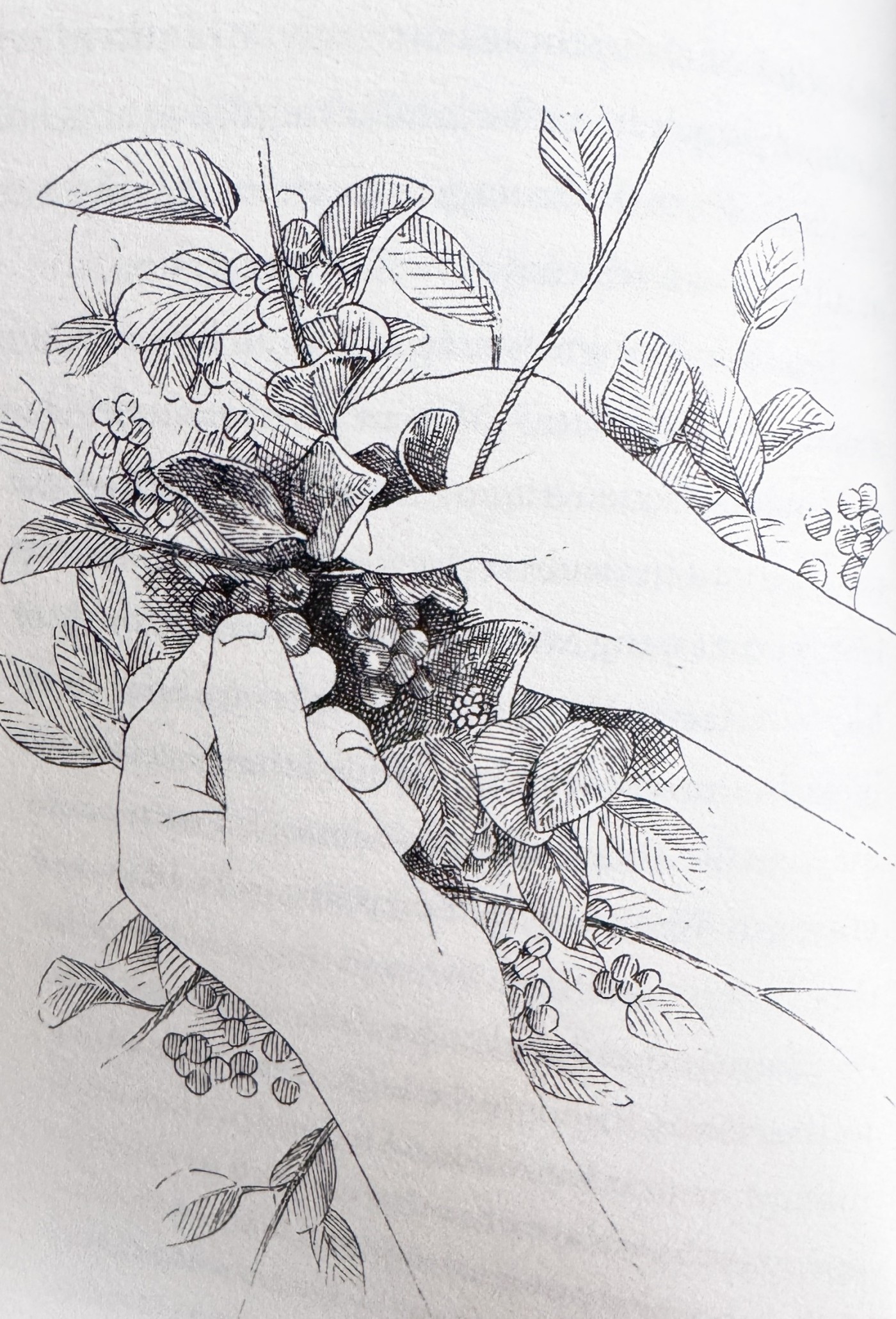 The Serviceberry by Robin Wall Kimmerer | Snapdragon Life