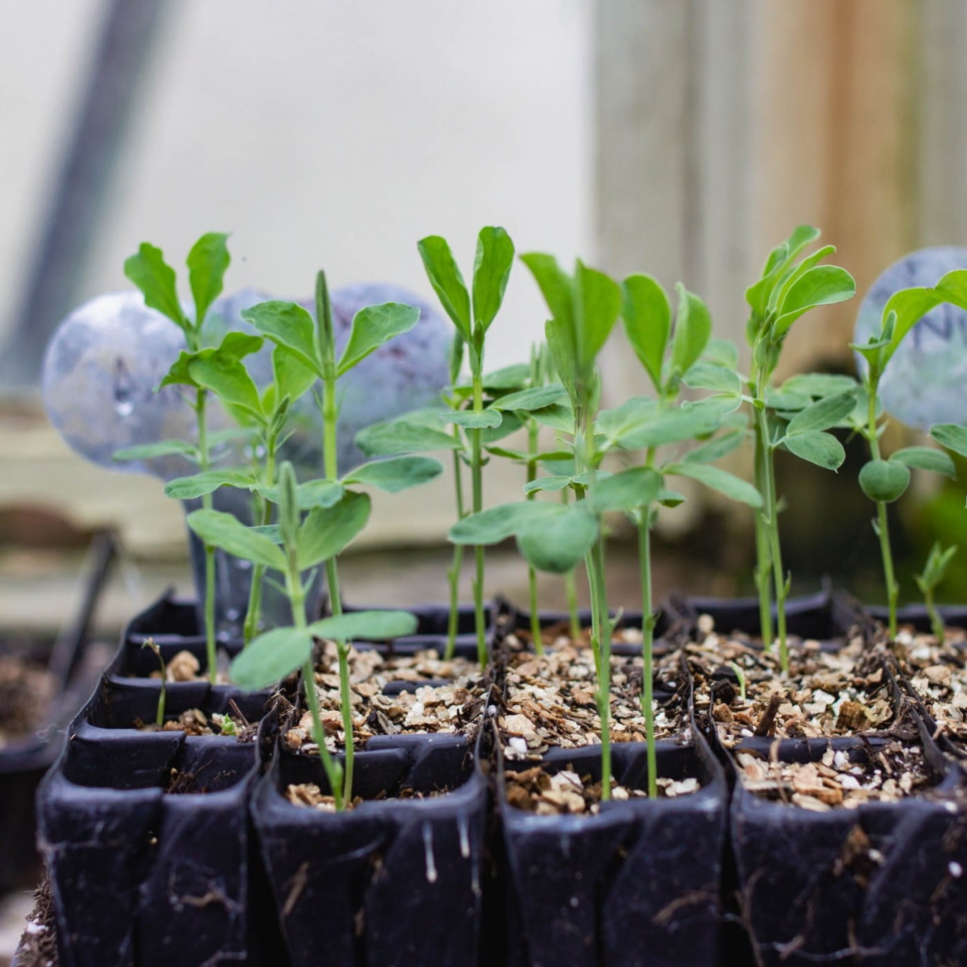 How to grow sweet peas from seed | Snapdragon Life