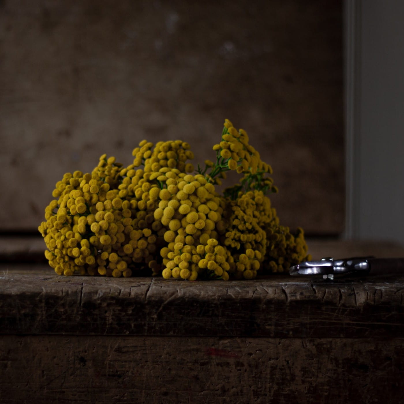 Tansy - its history and use | Snapdragon Life