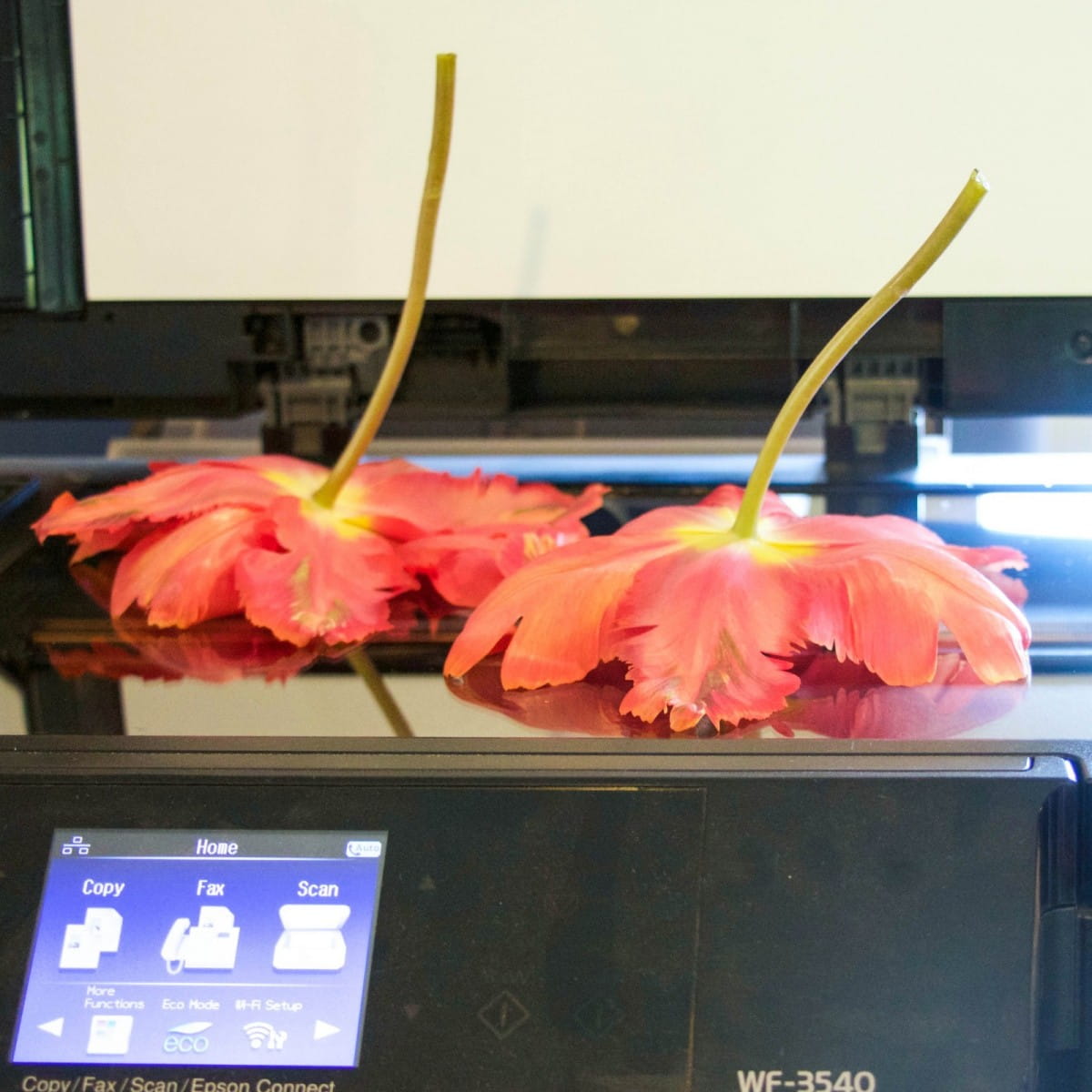 Scannography | Snapdragon Life