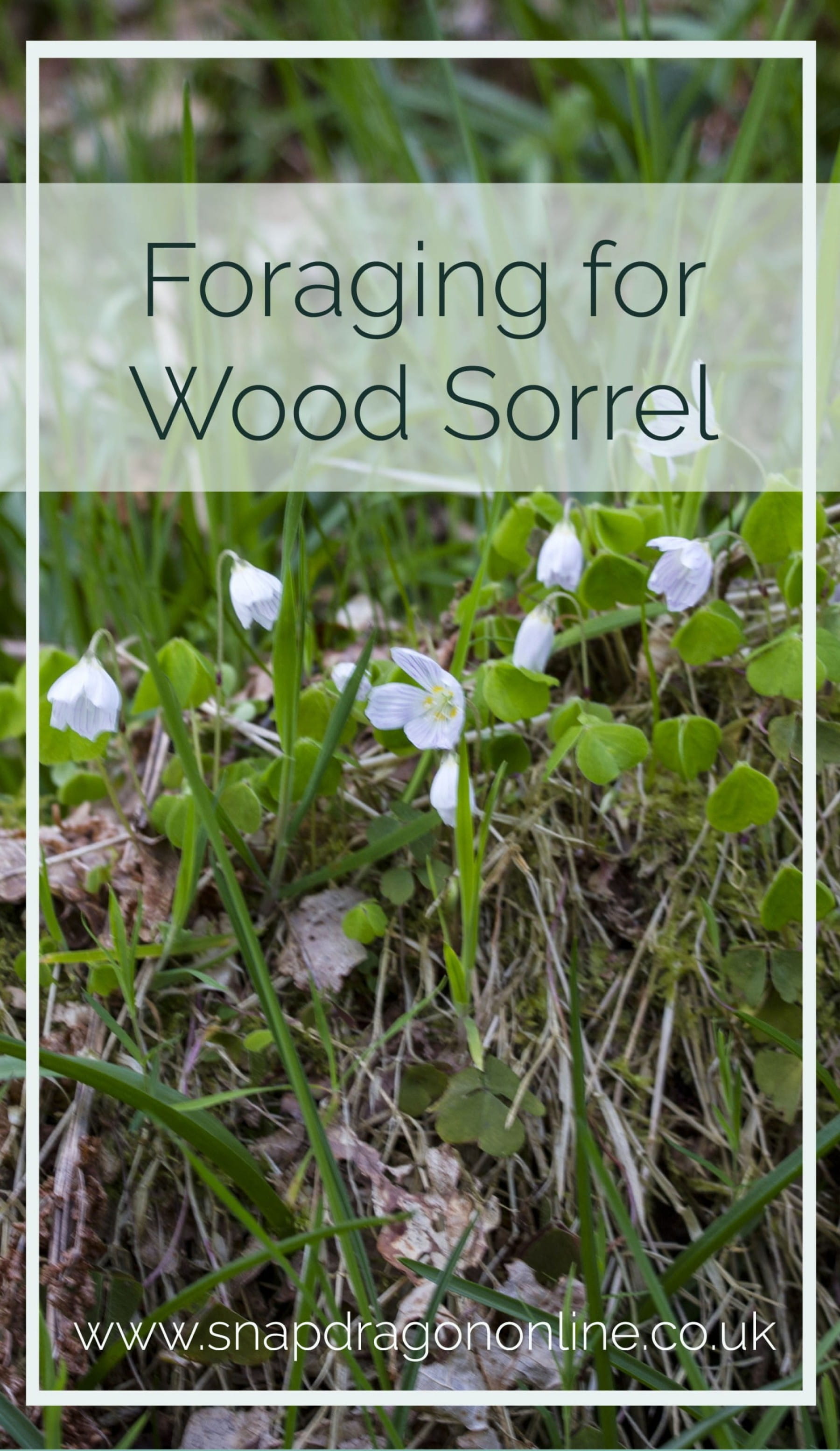 Foraging for wood sorrel | Snapdragon Life