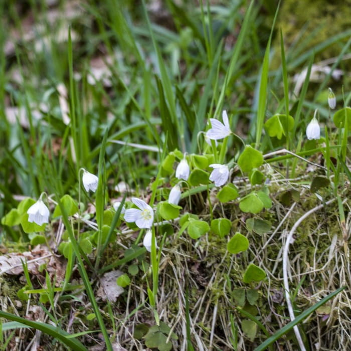 Foraging for wood sorrel | Snapdragon Life