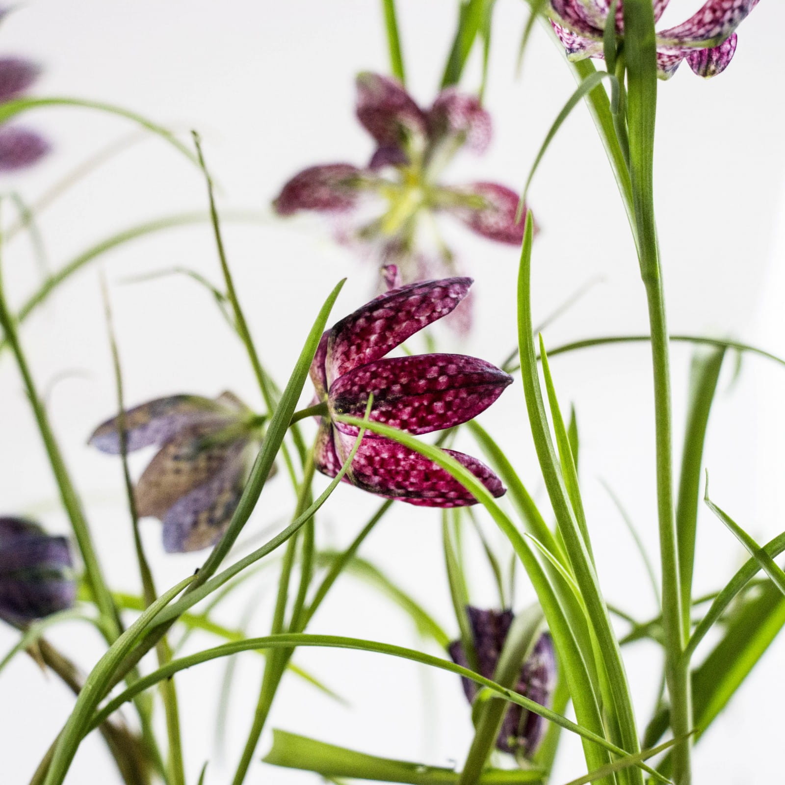 Snakeshead fritillaries - my favourite spring meadow plant | Snapdragon ...