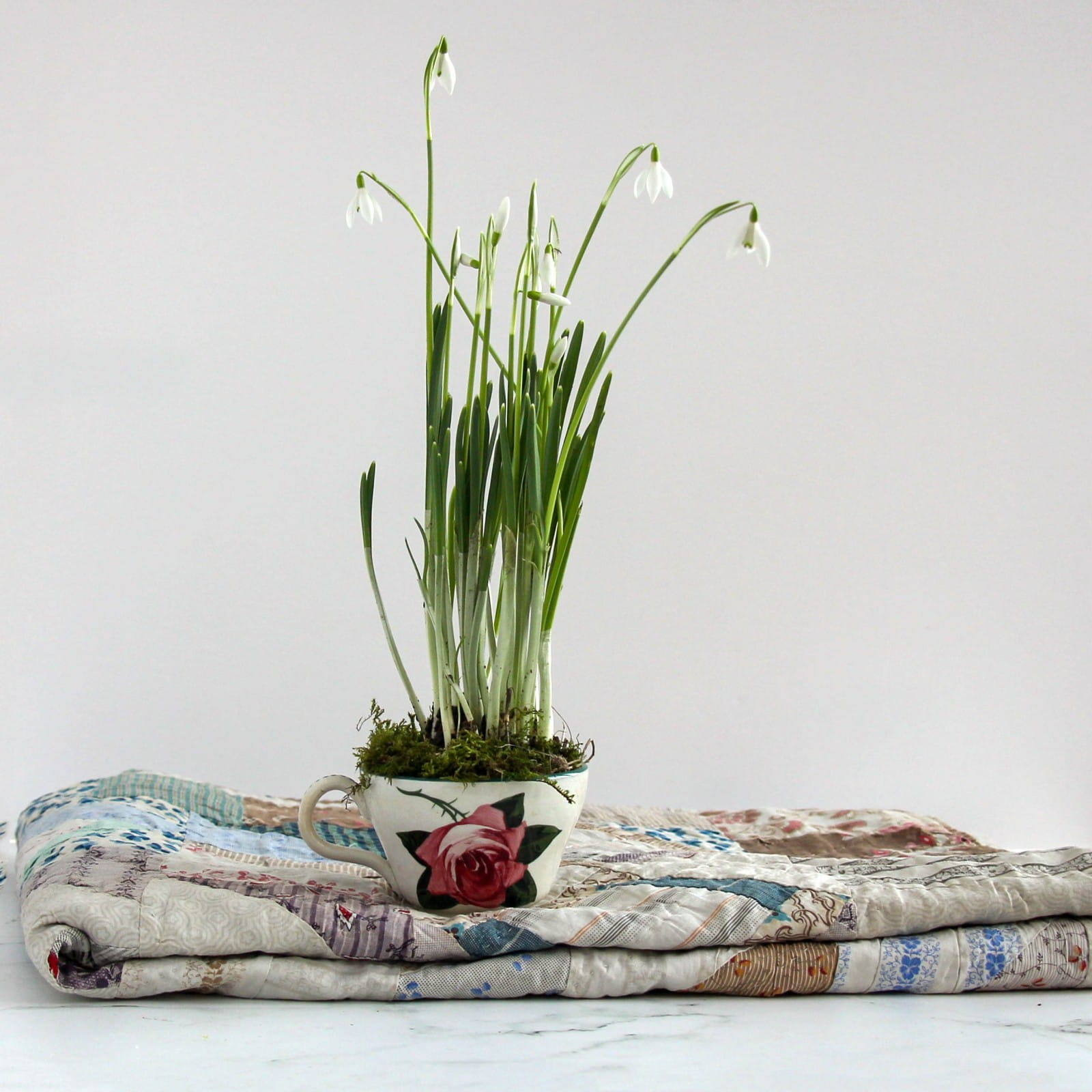 Grow your own cup of snowdrops | Snapdragon Life