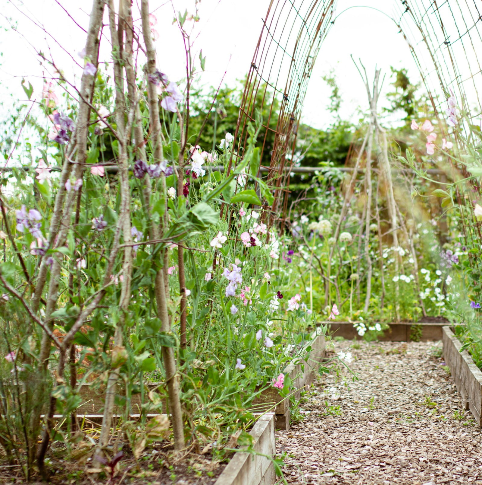 Sweet Peas Growing Up Poles Success With Sweet Peas Floret Flowers