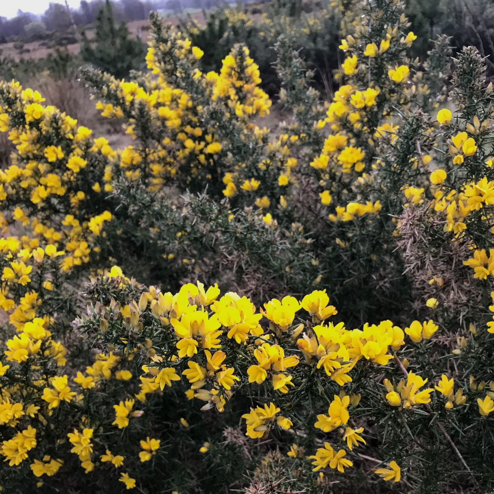 Peak Yellow - seasonal musings | Snapdragon Life